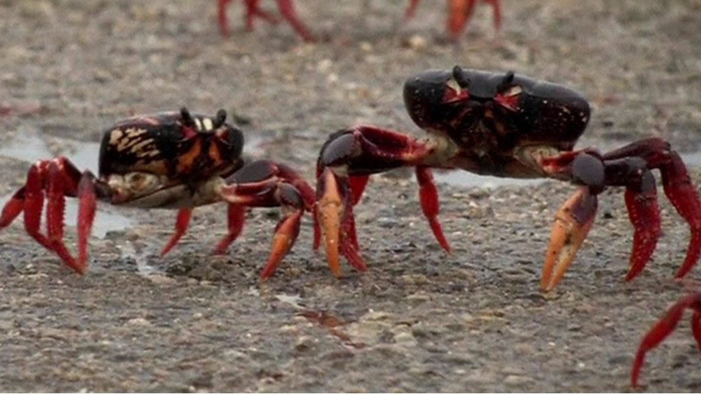 Creepy crab invasion! - CBBC Newsround