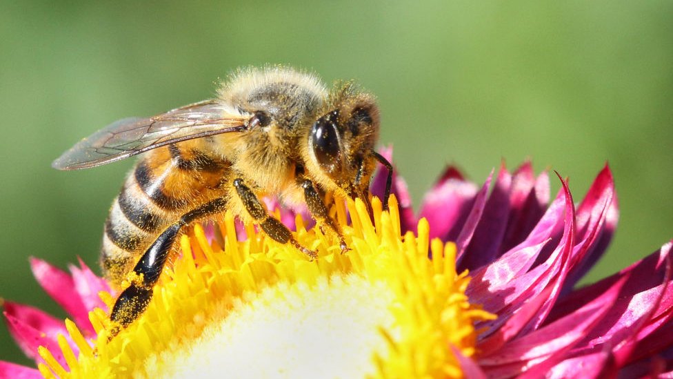 Study suggests shortened lifespans for bees - CBBC Newsround