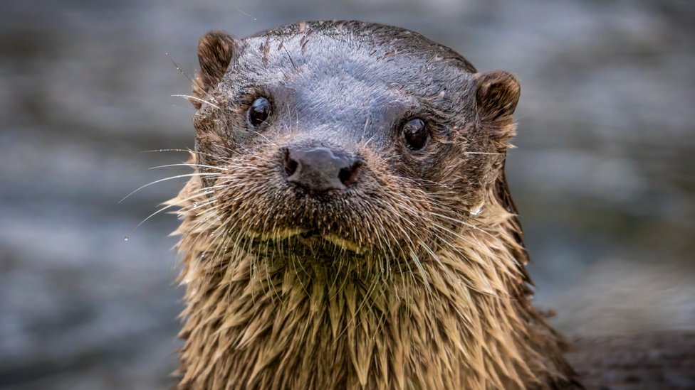 River Otter Face River Otter Facts And Beyond | Biology Dictionary