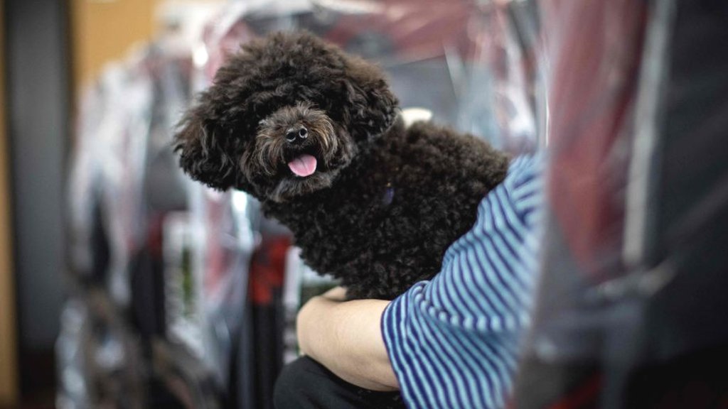 Dogs enjoy a special ride on bullet train in Japan - CBBC Newsround