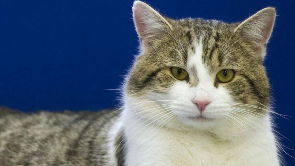 Larry the cat celebrates 10 years at Downing Street - CBBC Newsround