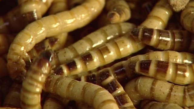 CBBC presenters Hacker and Karim eat bugs - BBC Newsround