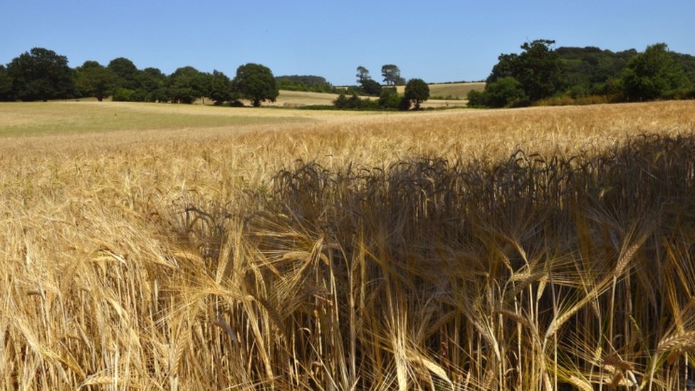 Why is the dry weather a concern for UK farmers? - CBBC Newsround