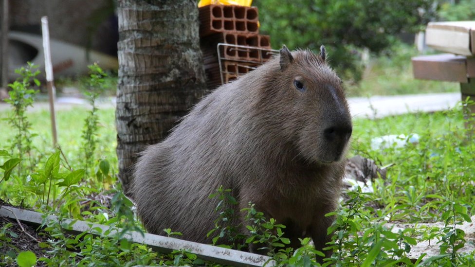 Las tiernas imágenes de los animales que viven a las puertas de la ...