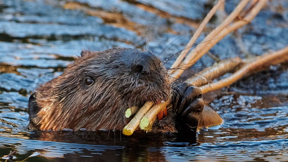 Biodiversity: Beavers introduced to Loch Lomond - CBBC Newsround