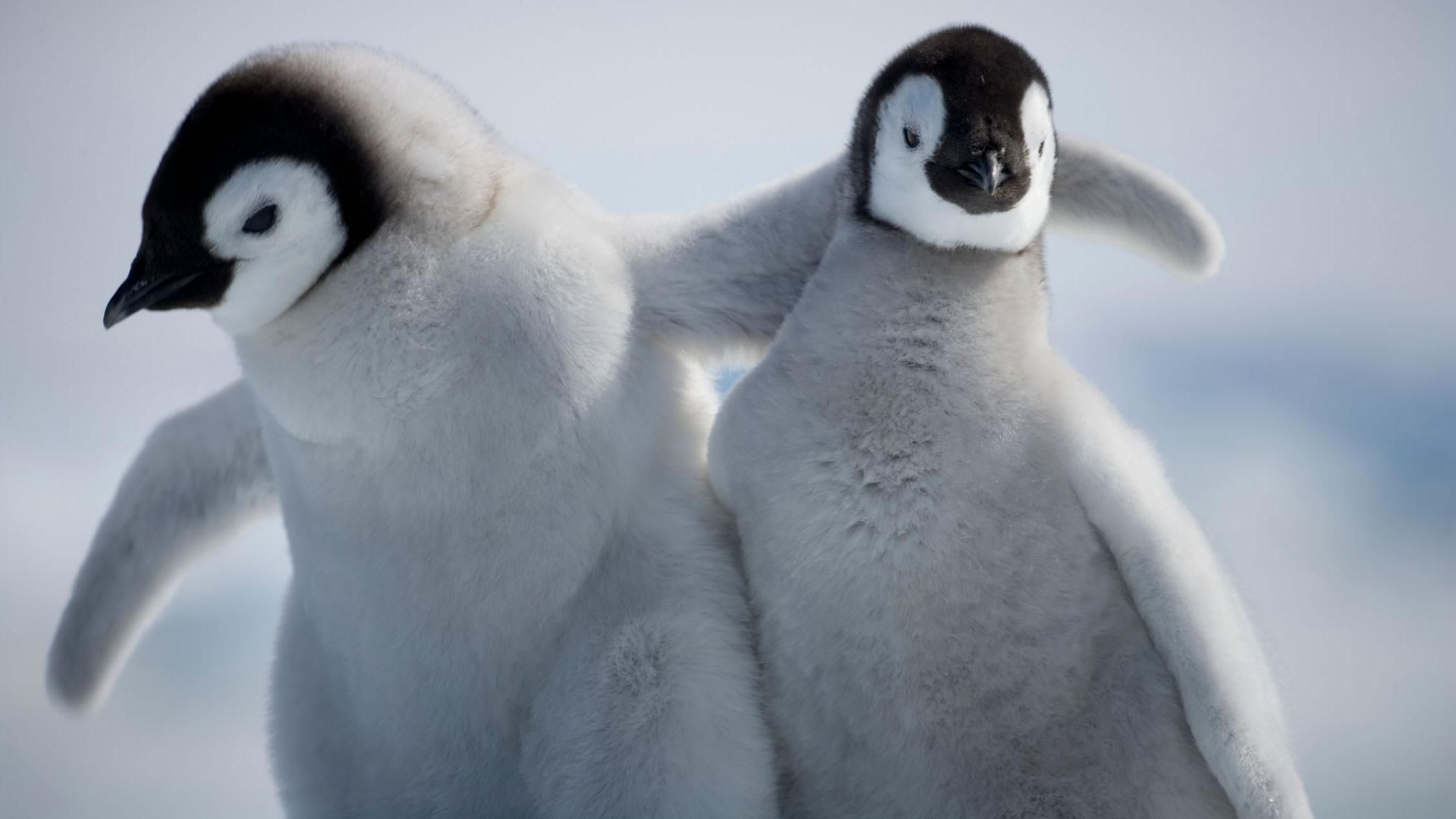 Penguin Chicks Two Little Blue Penguin Chicks Hatched At Bronx Zoo: