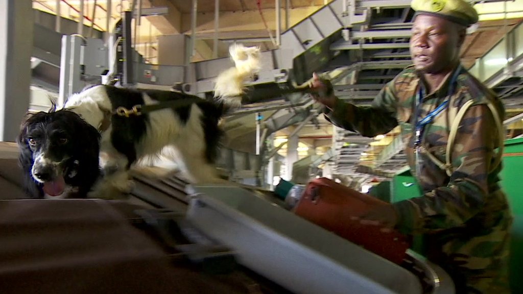 How sniffer dogs are used to stop ivory smuggling - BBC Newsround
