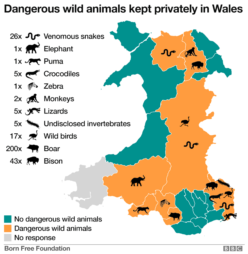 Five crocodiles in Monmouthshire dangerous animal hotspot - BBC News