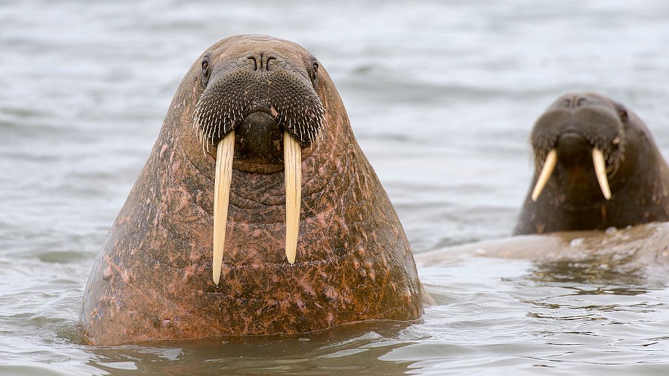 World Walrus Day: Find out more about the Arctic icons - CBBC Newsround