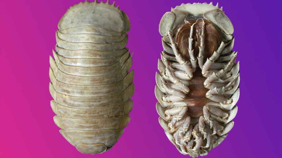 Isopod: New giant 14-legged sea creature discovered by scientists in ...