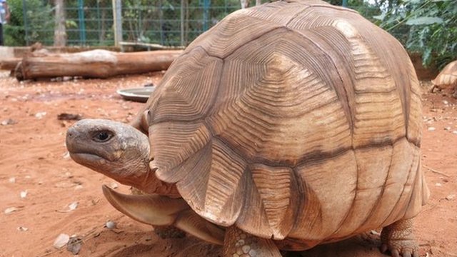 Rare tortoises have their shell engraved to survive - BBC Newsround