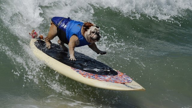 Surf's pup! Dogs in US surfing contest - BBC Newsround