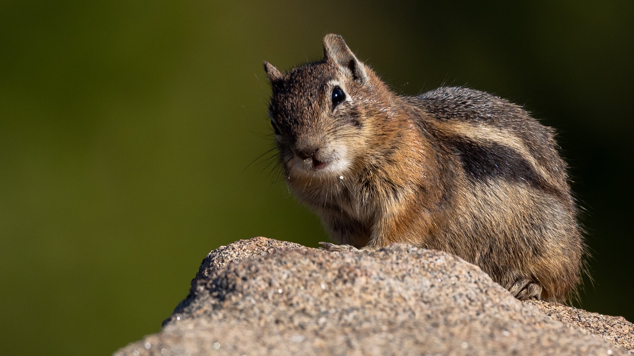 Nature: Squirrels may have personality traits like humans - CBBC Newsround