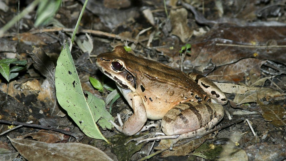 British territories' environment 'at risk' - BBC News