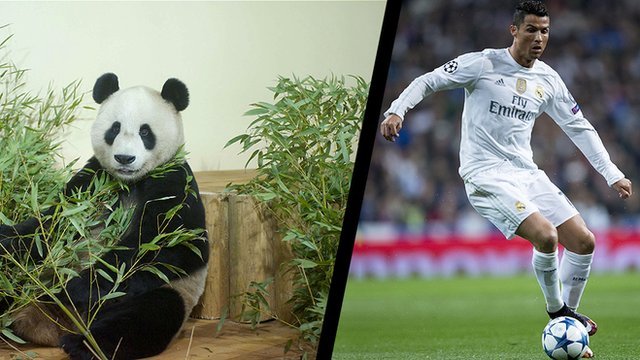 Giant panda caught playing with snowman - BBC Newsround