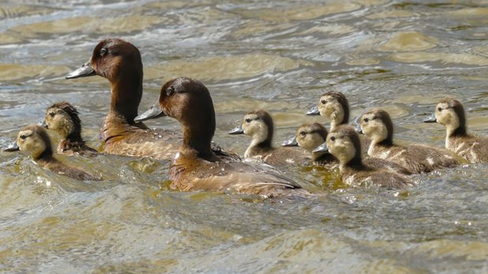 Wildlife conservation: World's rarest ducks, the Madagascar pochard ...