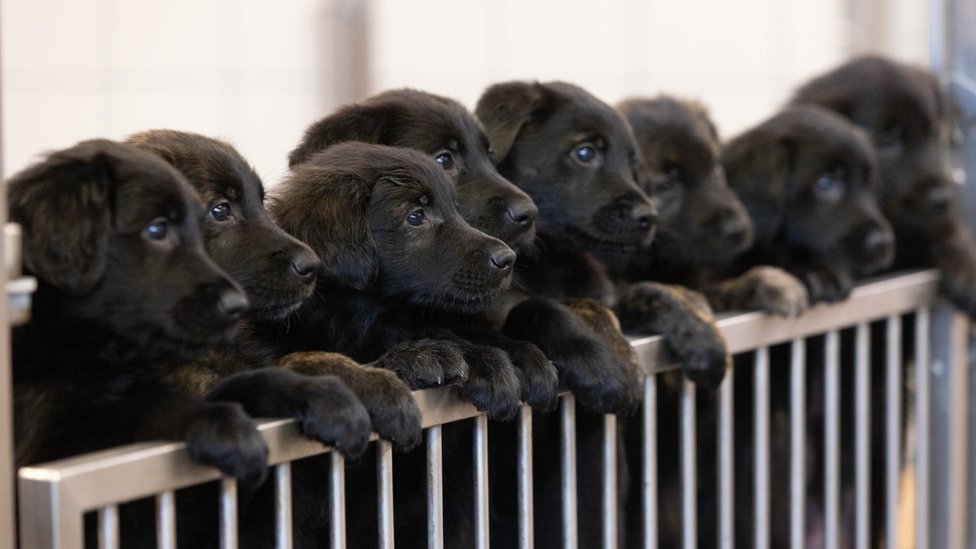 Guide dog gives birth to an incredible 16 pups! - CBBC Newsround