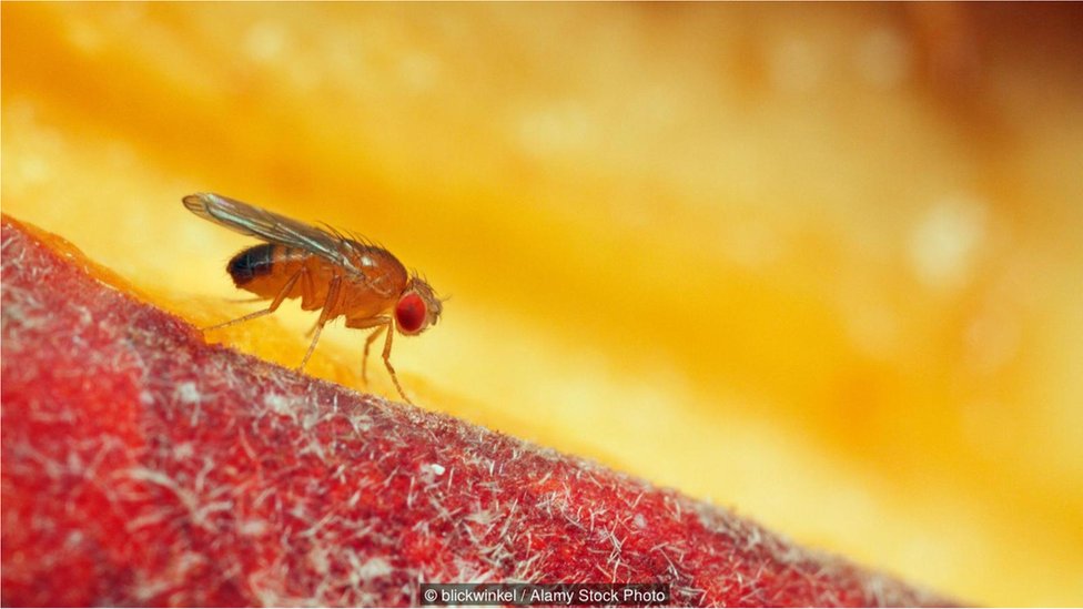 Fases Do Ciclo De Vida Da Mosca Da Fruta Drosophila Melanogaster E A
