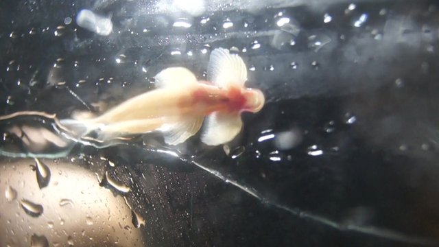 Blind cavefish can climb waterfalls - BBC Newsround
