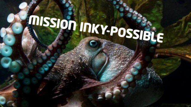 Watch the amazing moment a baby octopus is born - BBC Newsround