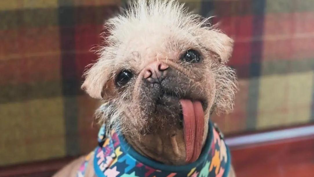 Ugly Puppies World's Ugliest Dog Contestants Through The Years The