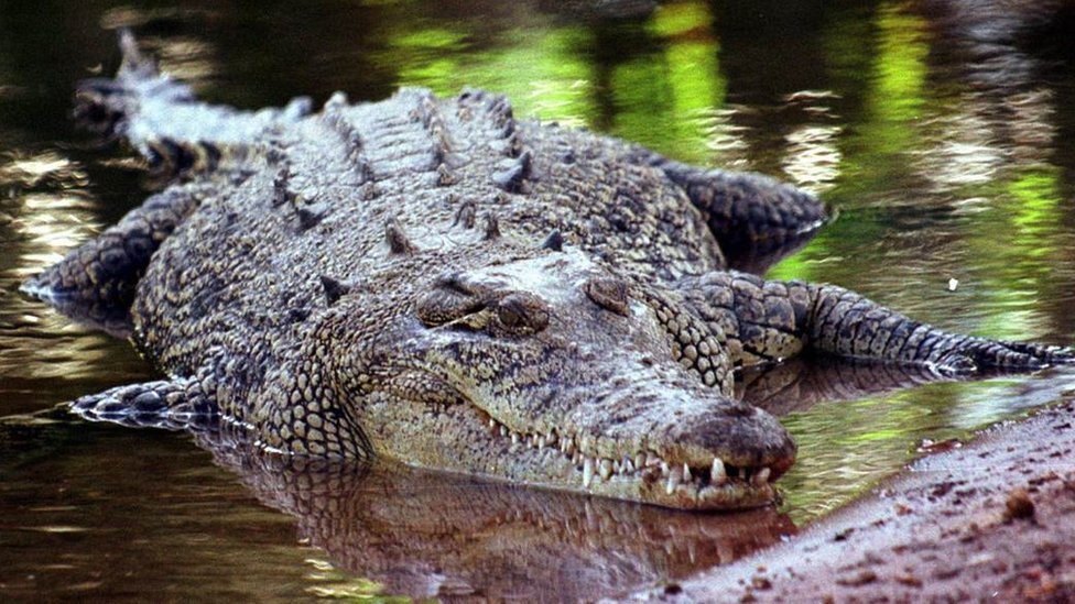 Crocodiles sleep with one eye watching - CBBC Newsround