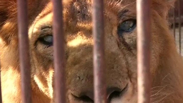 Beaten, declawed circus lions finally at South Africa sanctuary - BBC News