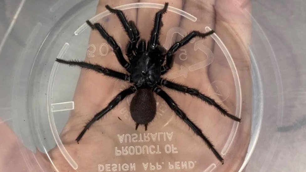 'The Rock': The Australian spider helping to save lives - CBBC Newsround