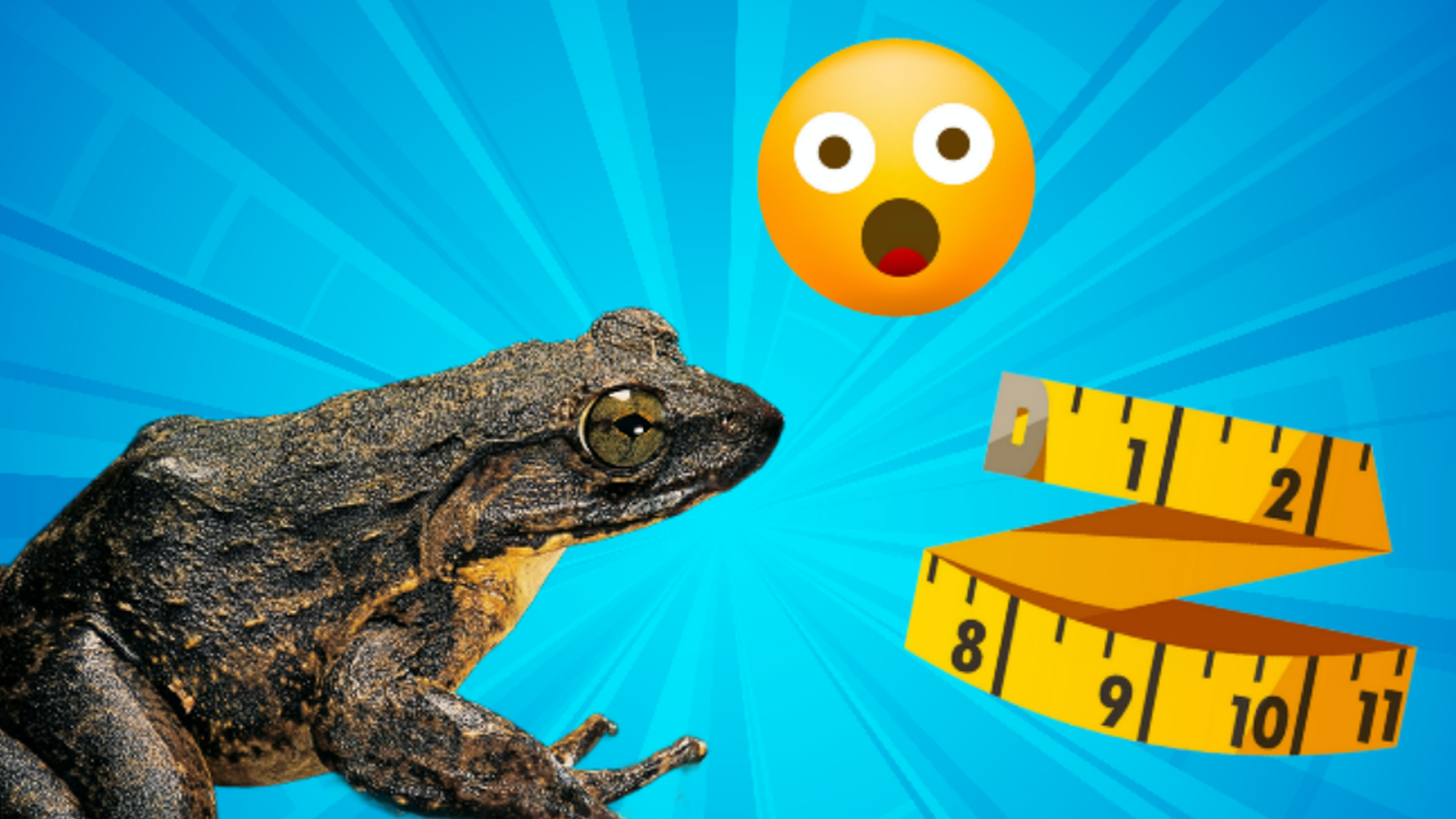 Goliath Biggest Frog In The World Working With The Community To Save