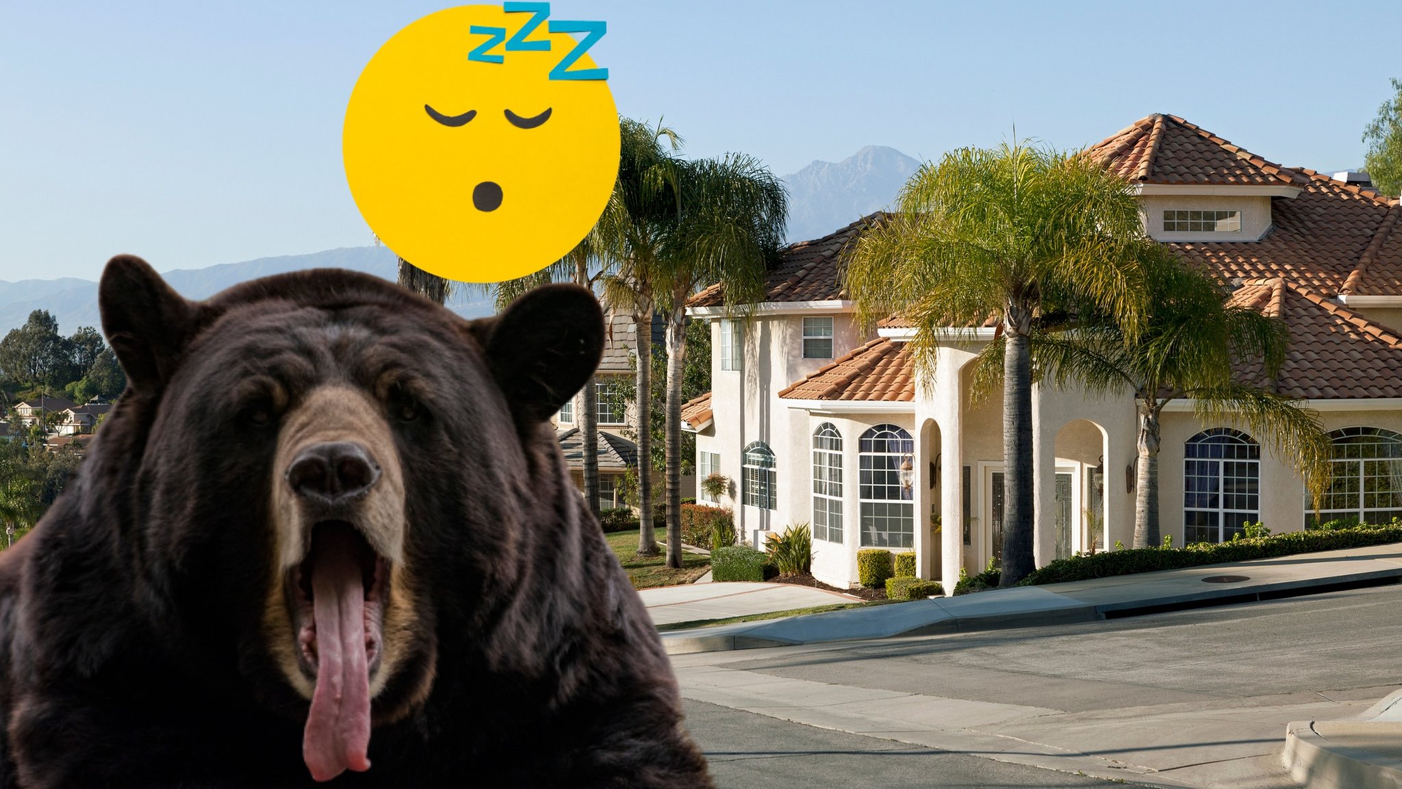 Family in California finds five bears hibernating under their house ...