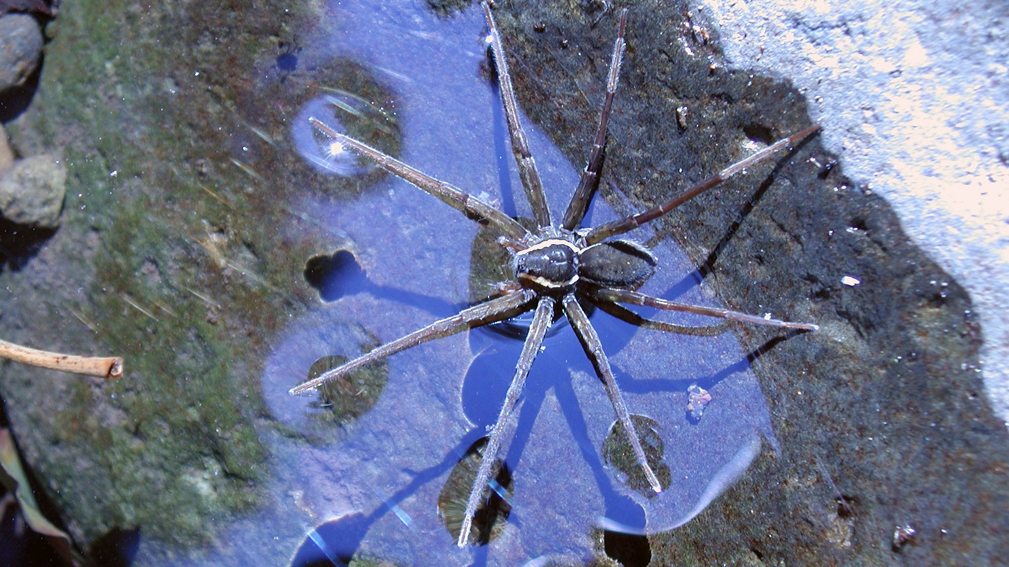 New spider discovered in Australia is named Brian - CBBC Newsround