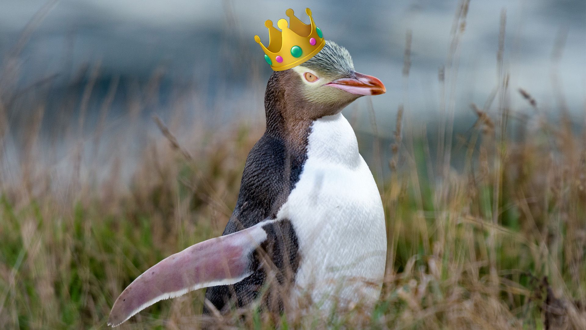 Penguin Looking Bird New Extinct Species Of 'Ridiculously Cute,' Tiny