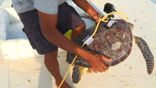 Vets find 1,000 coins in poorly turtle's belly - BBC Newsround