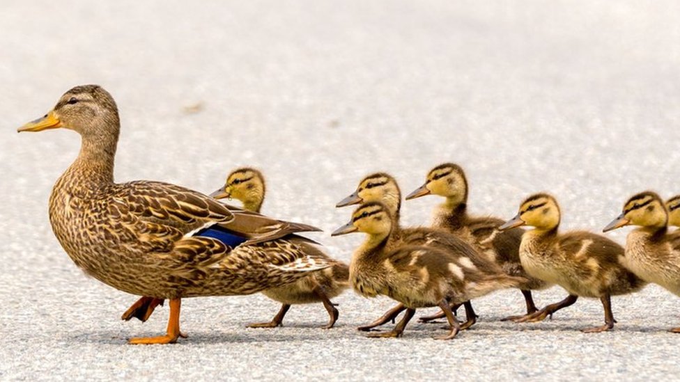 Ducks Following