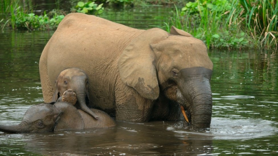 Elephant conservation: New efforts to protect forest elephants in Gabon ...