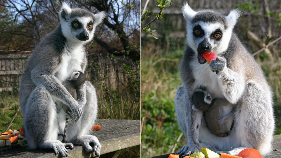 Lemur Luiche Pogmy