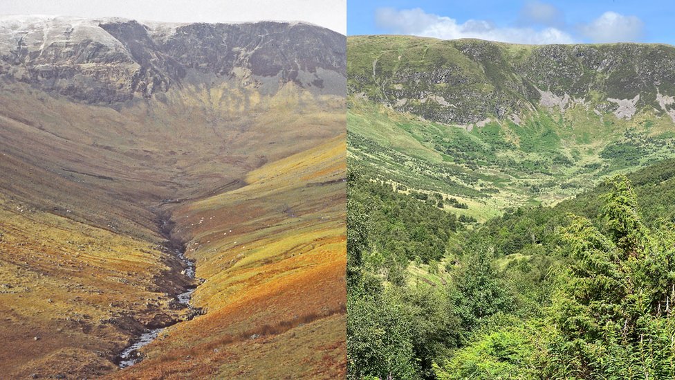 Carrifran: How has rewilding changed this landscape in Scotland? - CBBC ...