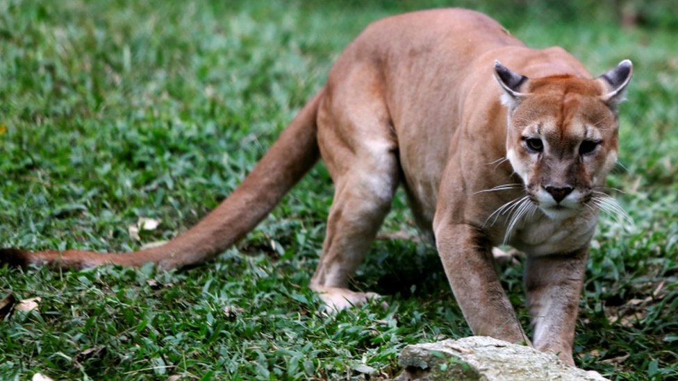 Animals go hungry in Venezuela zoos due to shortages - BBC News