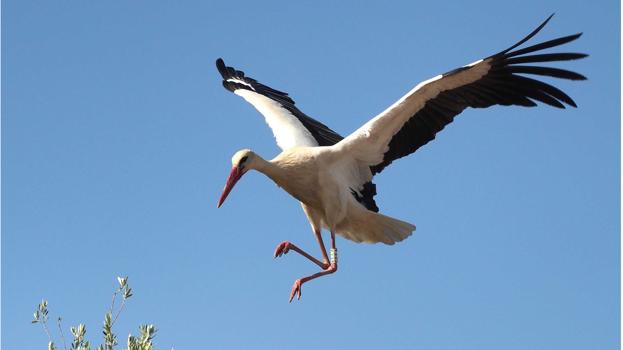 Stork Bird Flying