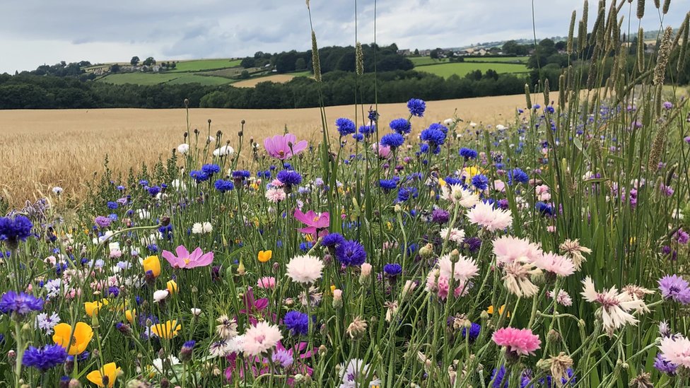 UK's largest wildflower grassland is being planted - CBBC Newsround