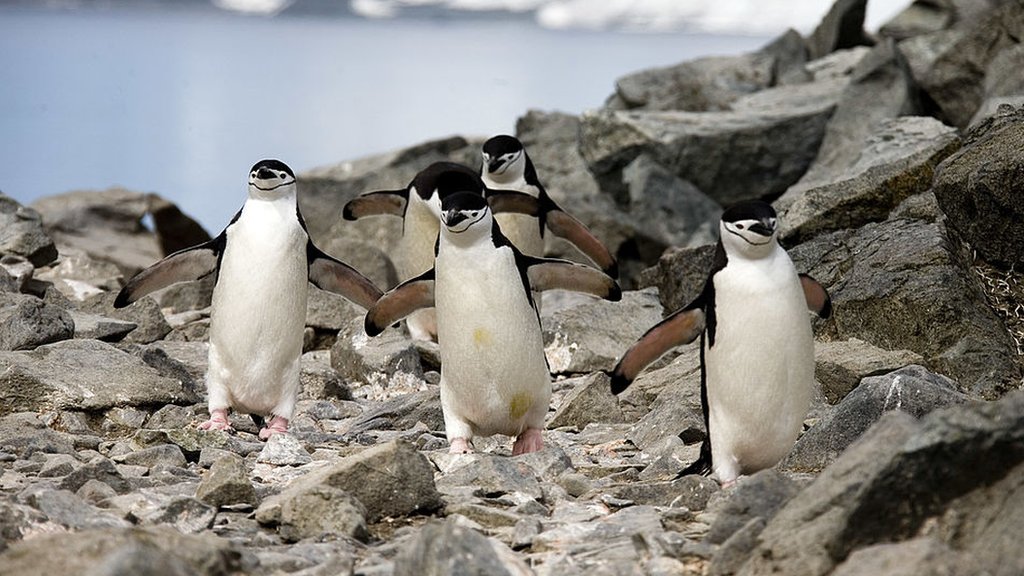 The number of chinstrap penguins is in decline - CBBC Newsround