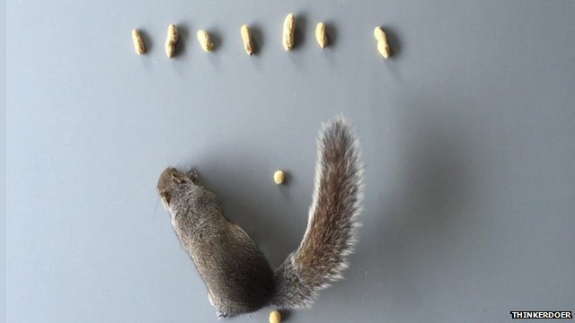 Cyril the office squirrel faces pest control - BBC News
