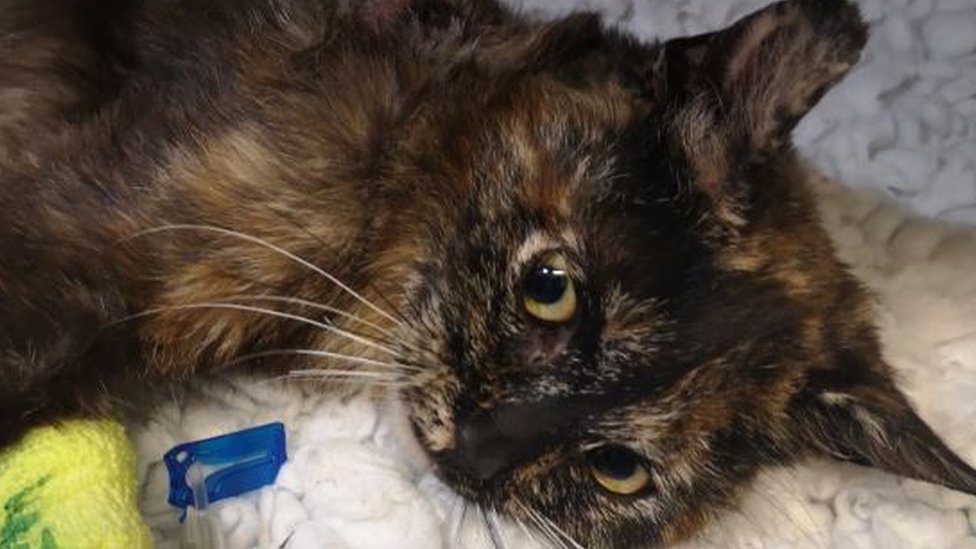 Wounded cat found 'severely abused' in Woking - BBC News