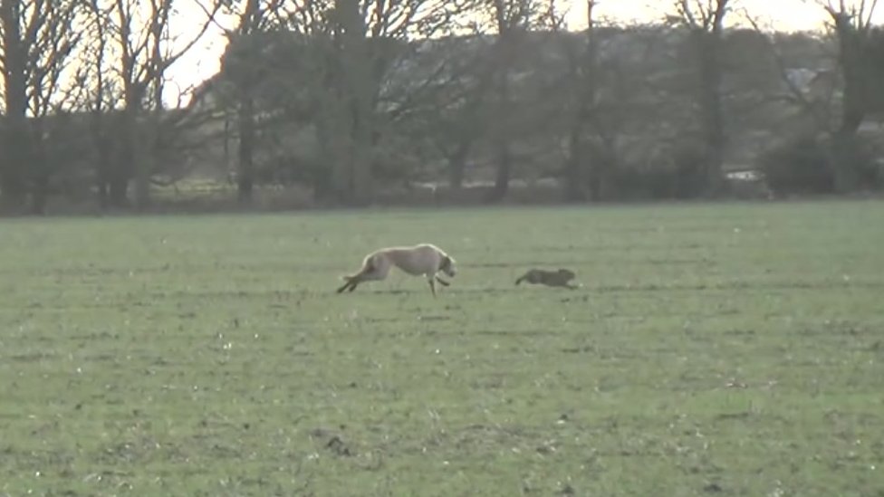Hare coursers 'becoming increasingly violent' - BBC News