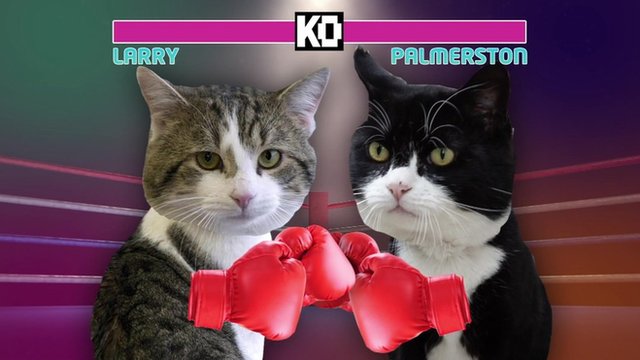 Cat wars: Fur flies as Larry the cat takes on Palmerston - BBC Newsround