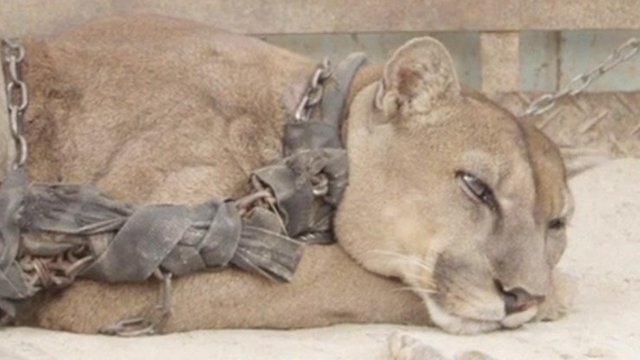 New life for chained up lion at reserve in Amazon rainforest - BBC ...