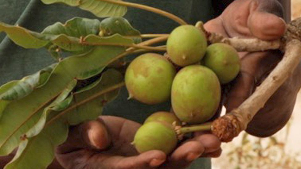 Shea Butter Fruit