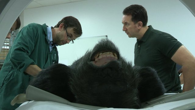 Chimpanzee gets clean bill of health after scan - BBC News