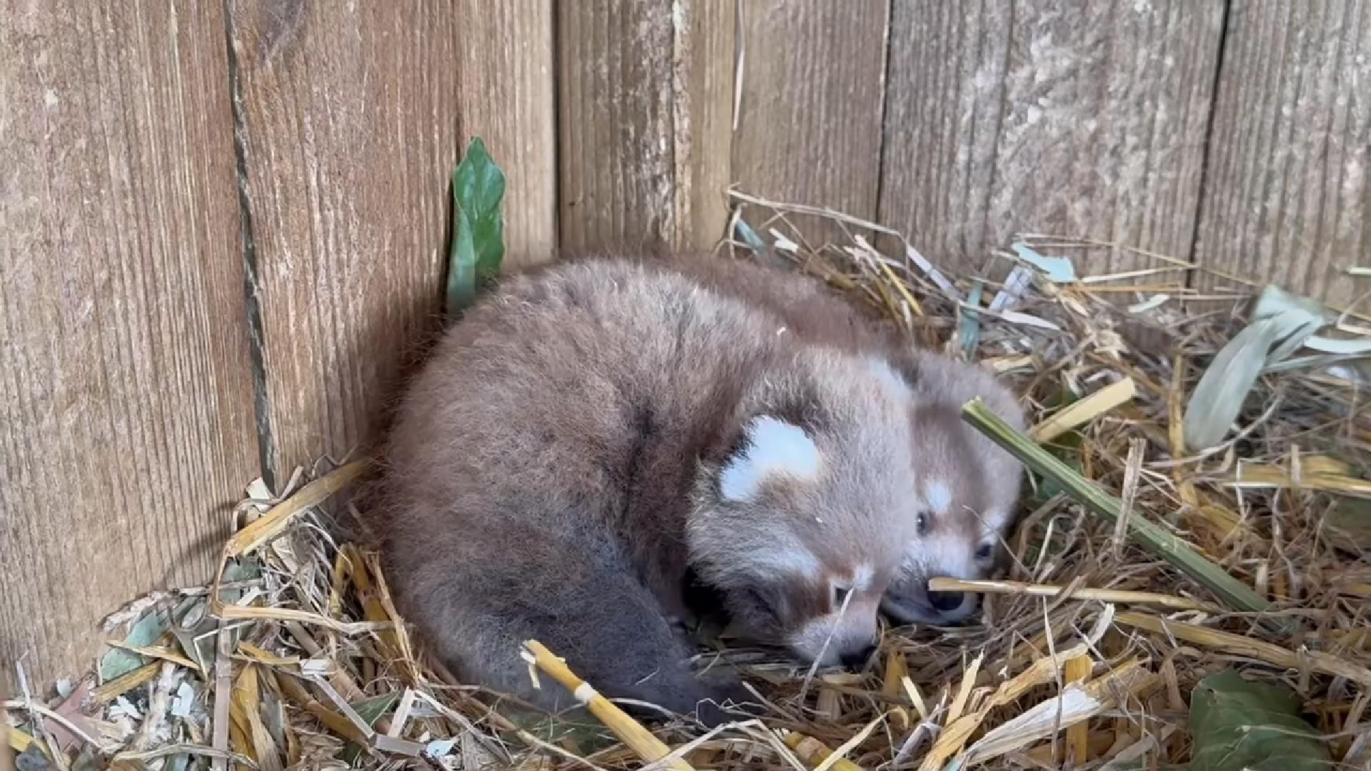 Baby Red Panda Twins Longleat Zookeepers Celebrate The Extremely Rare
