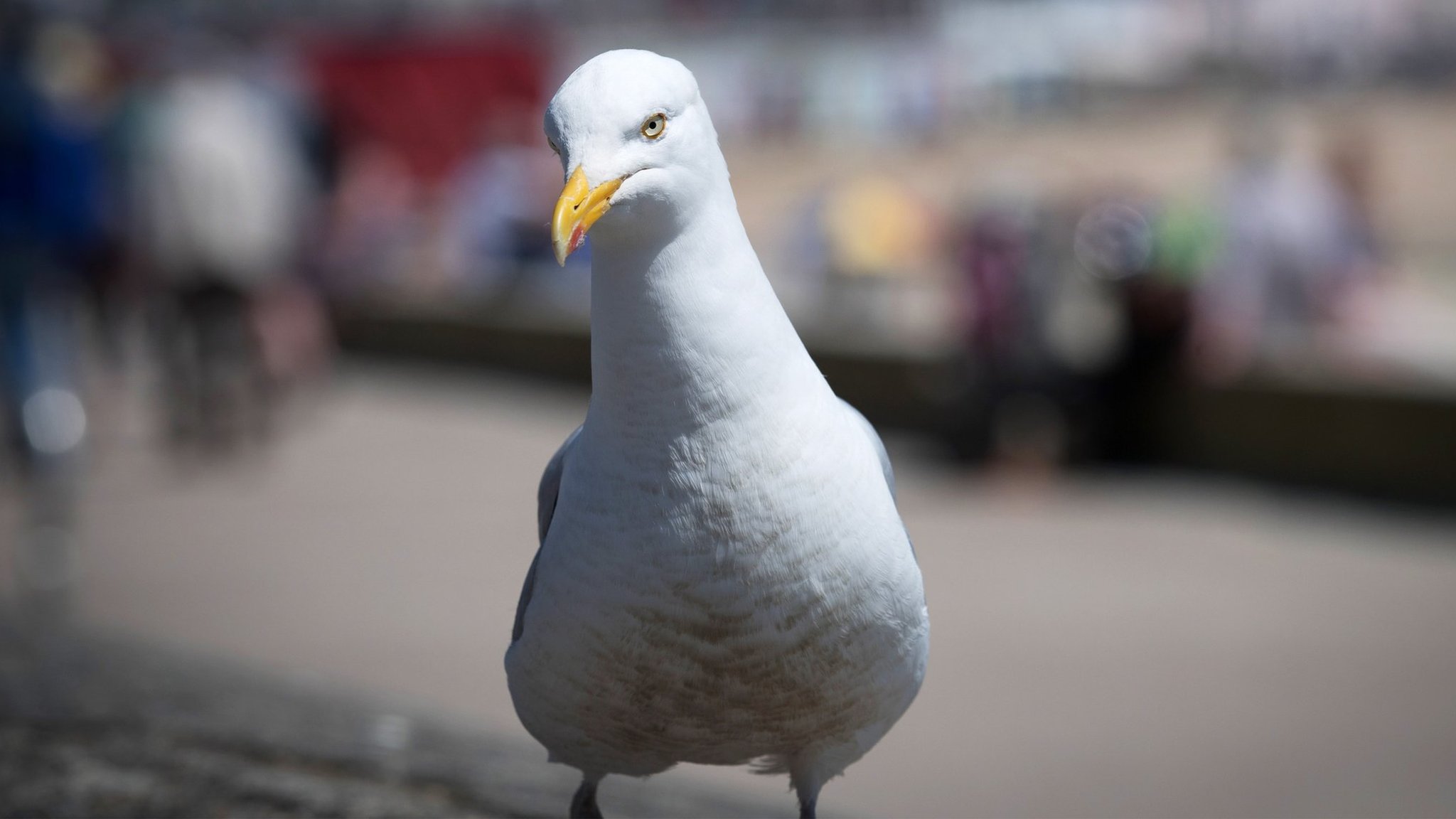 Staring at seagulls helps protect food, say scientists - BBC News